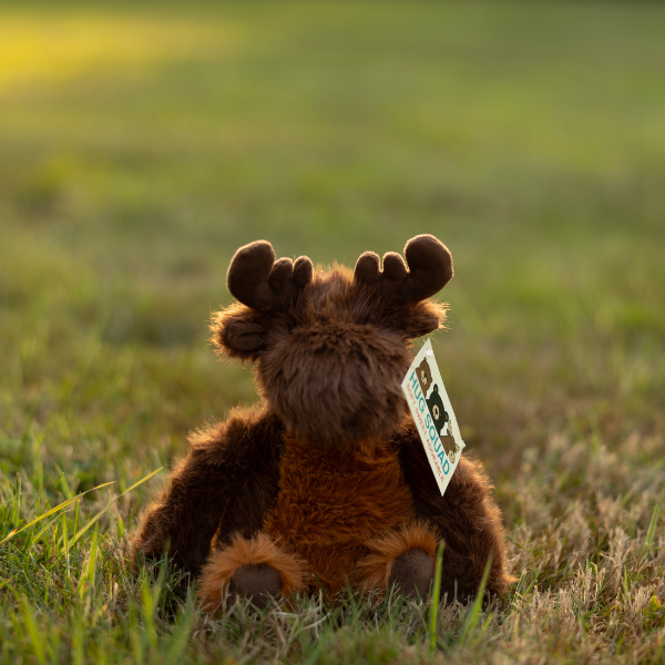 Maple Moose, Soft Plush Toy – Ellen Street Florals and Goods